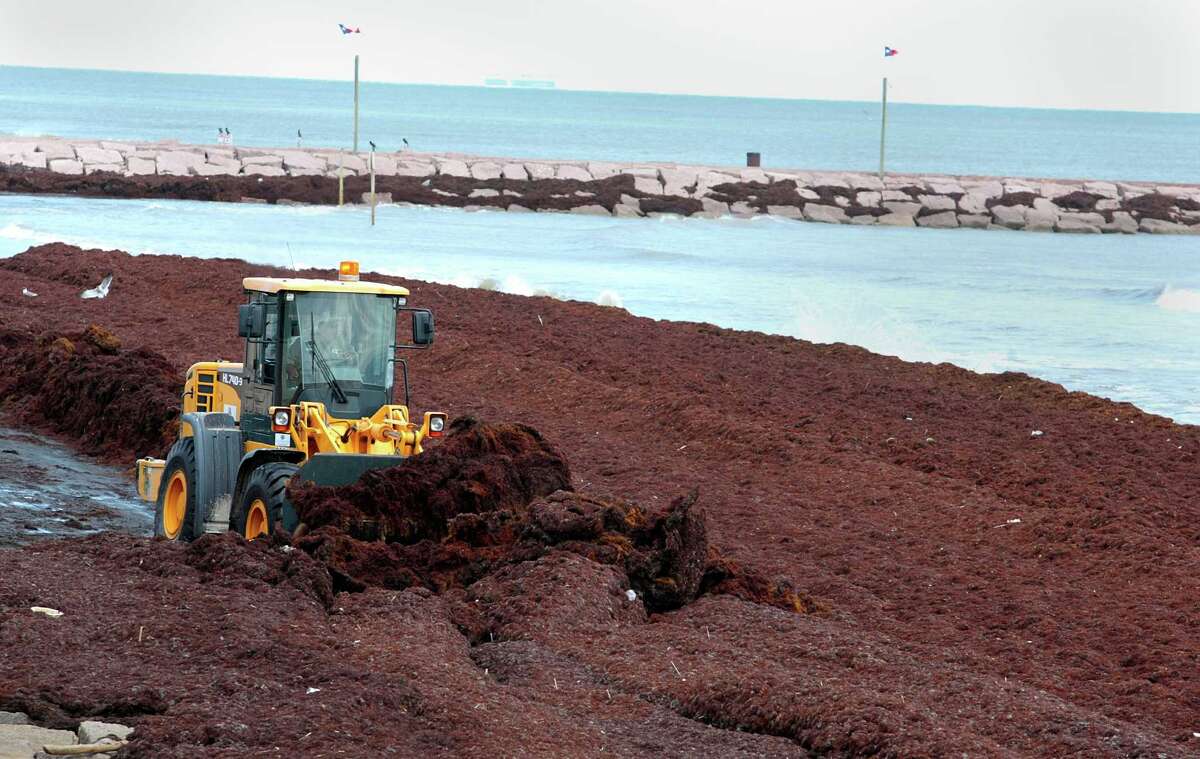 Group: Seaweed, removal efforts posing a threat to sea turtles