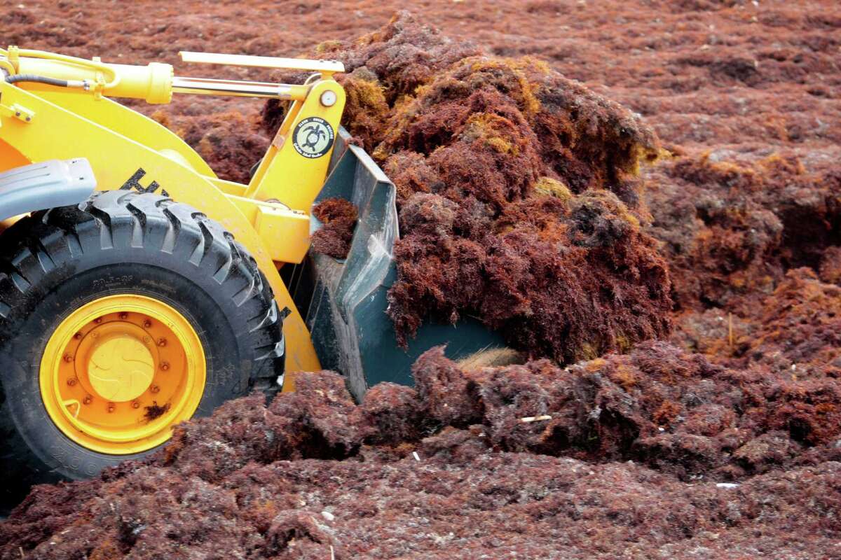 Group: Seaweed, removal efforts posing a threat to sea turtles