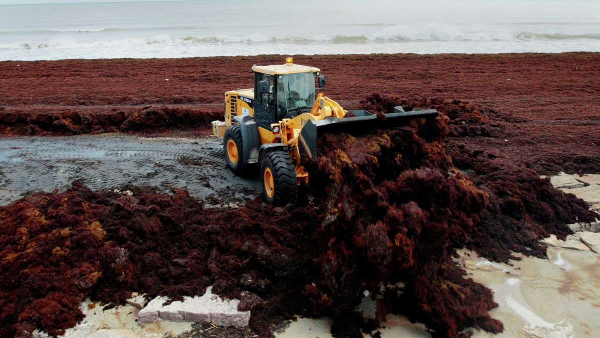 Group: Seaweed, removal efforts posing a threat to sea turtles