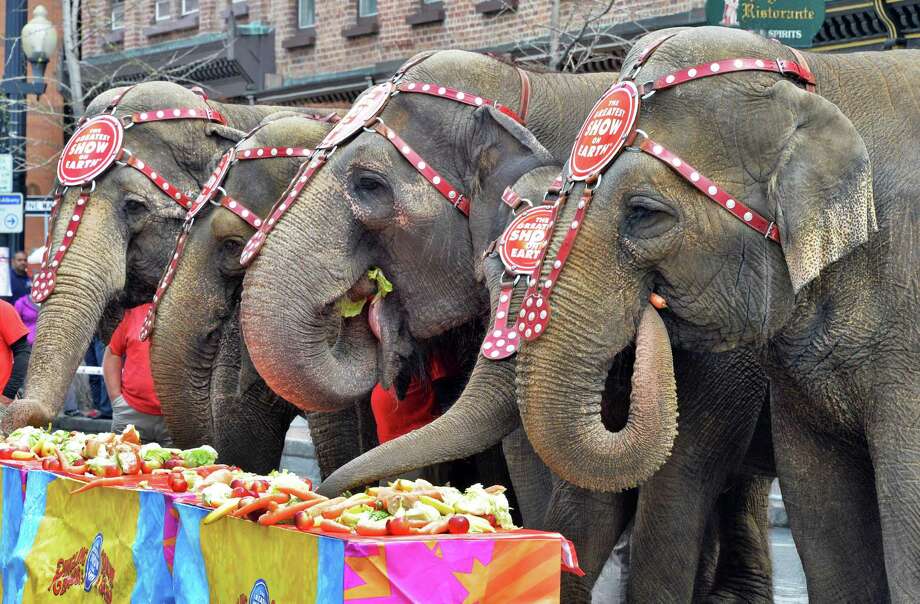 Ringling Bros. eliminating elephant acts - Times Union