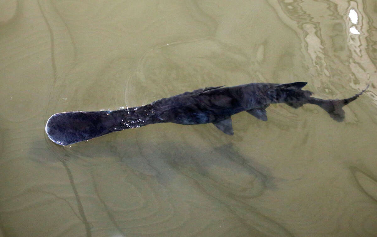 The endangered and threatened species of Texas