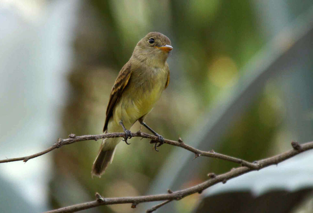 The endangered and threatened species of Texas