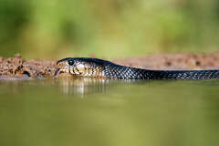 See the endangered, venomous and non-venomous snakes in Texas