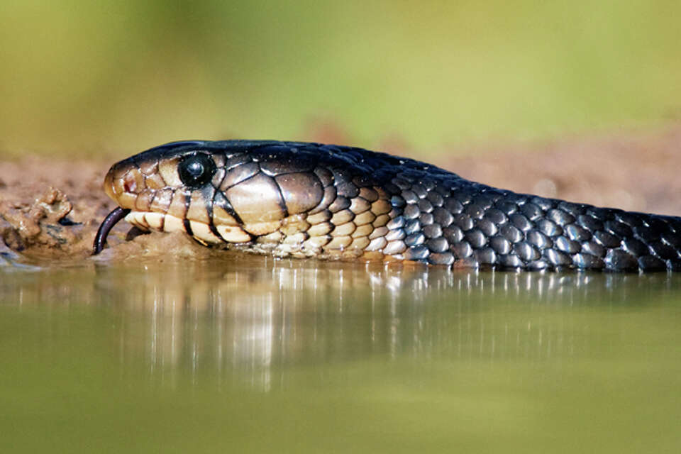 Rare, threatened or endangered snakes in Texas
