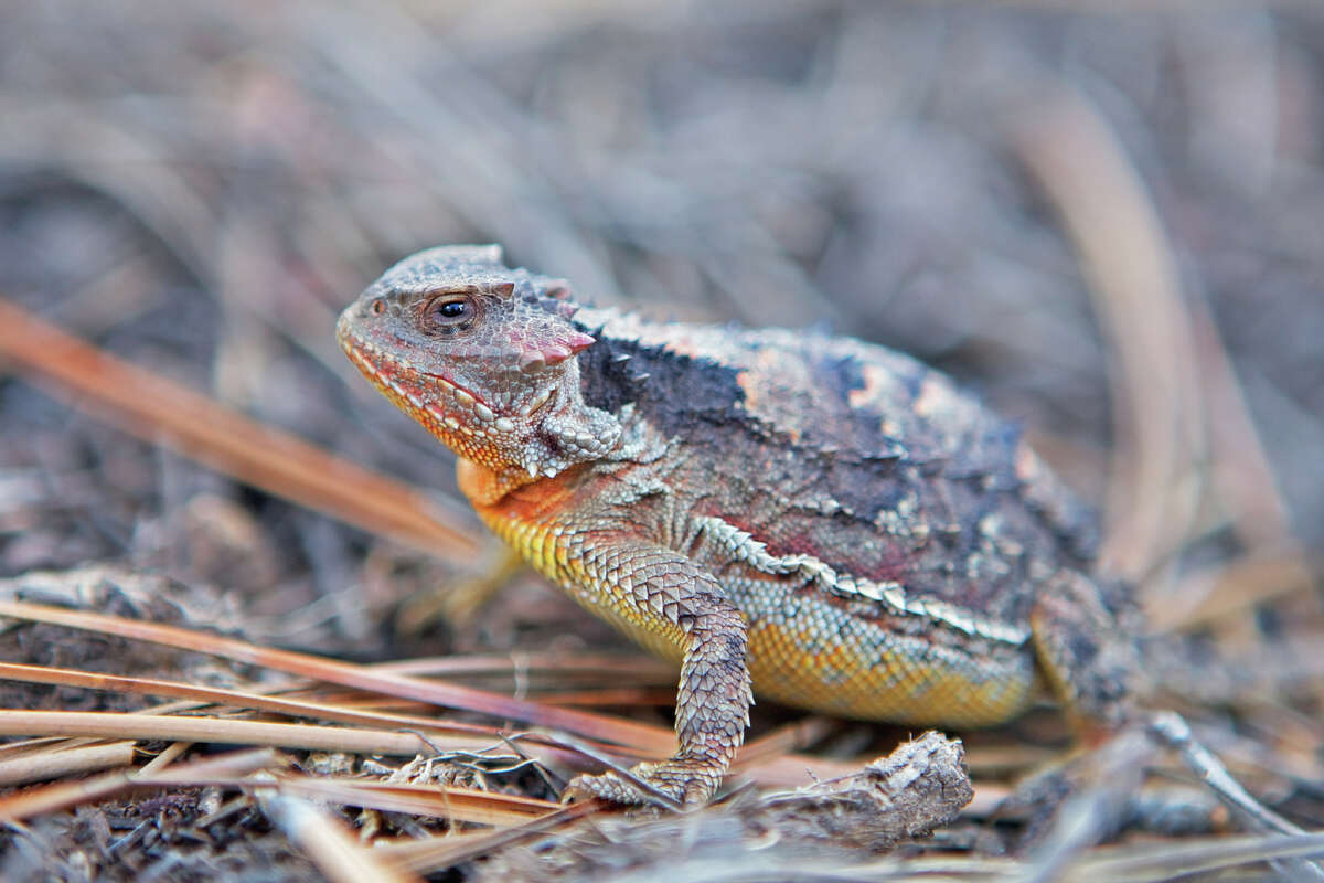The endangered and threatened species of Texas