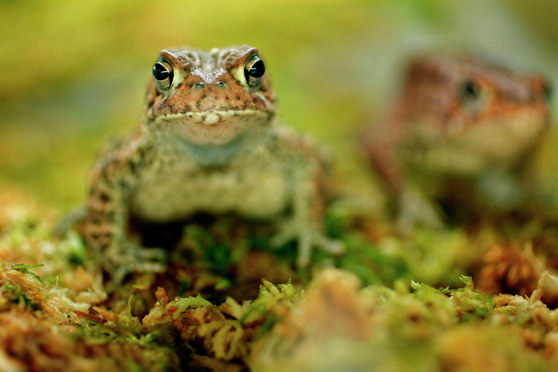 The endangered and threatened species of Texas