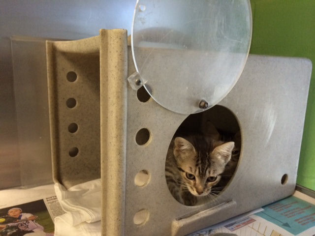 Feline placement hits a feel-good milestone