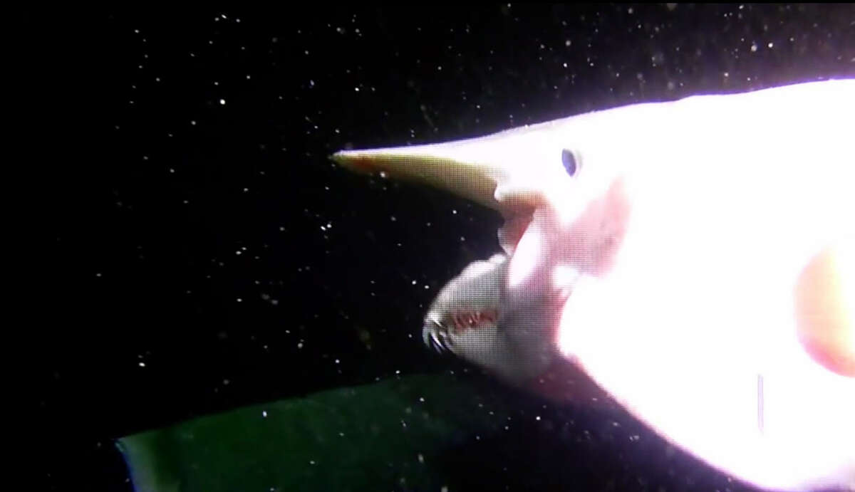 Something else spotted in that goblin shark photo has Gulf scientists ...