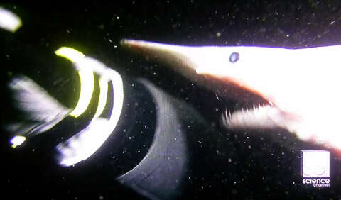 Scientists amazed by accidental Gulf catch of second-ever goblin shark