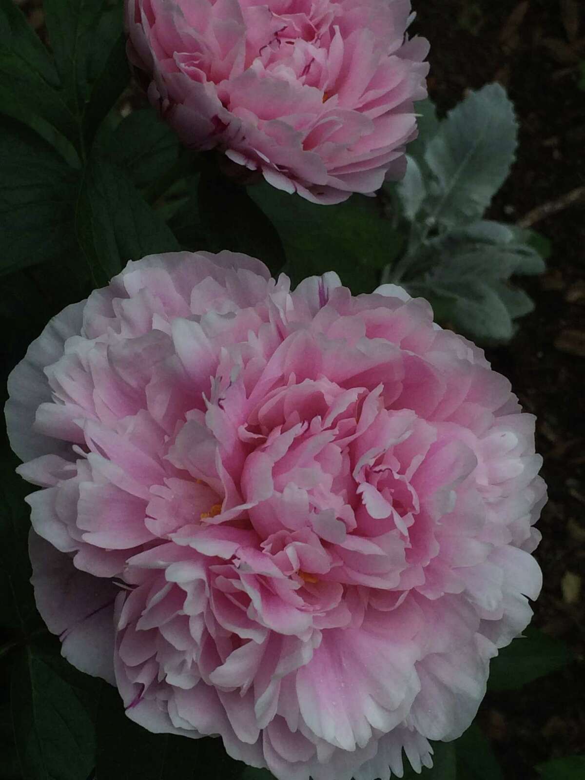 Lilacs and peonies: A transplanted gardener's dream blooms in Houston