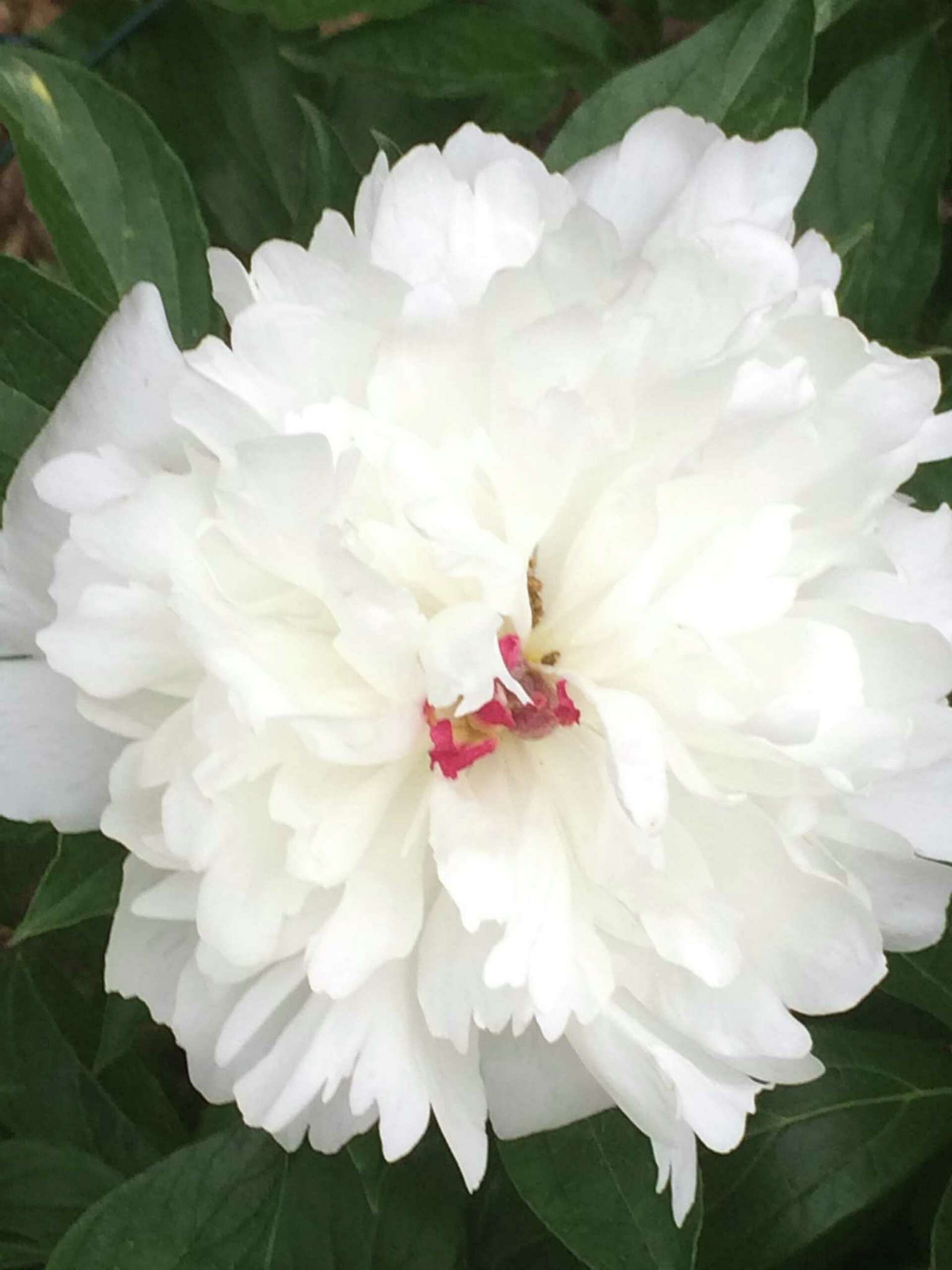 Lilacs and peonies: A transplanted gardener's dream blooms in Houston