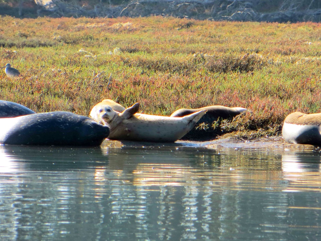 Watching wildlife on California coast