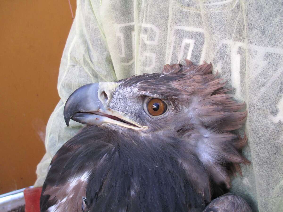 Golden eagle set free in hopes of solving rare mite mystery