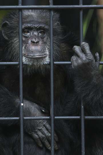 Most expensive exotic pets