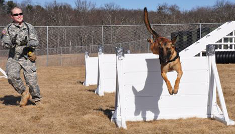 Canine commandos: Military dogs coming to Westport Library