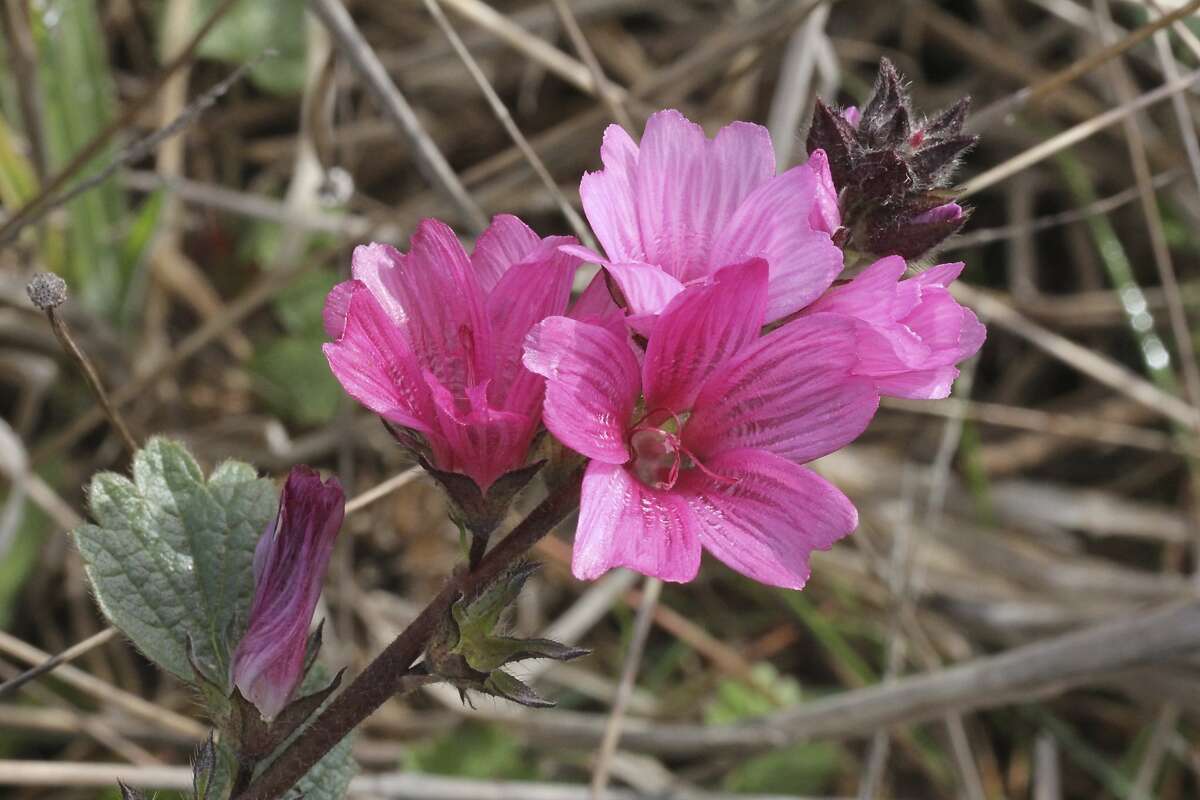 Checkerbloom grows in a variety of environments