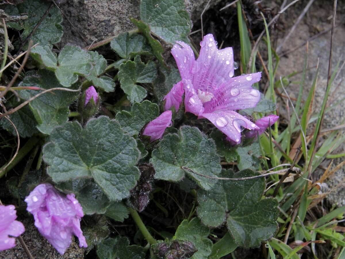 Checkerbloom grows in a variety of environments
