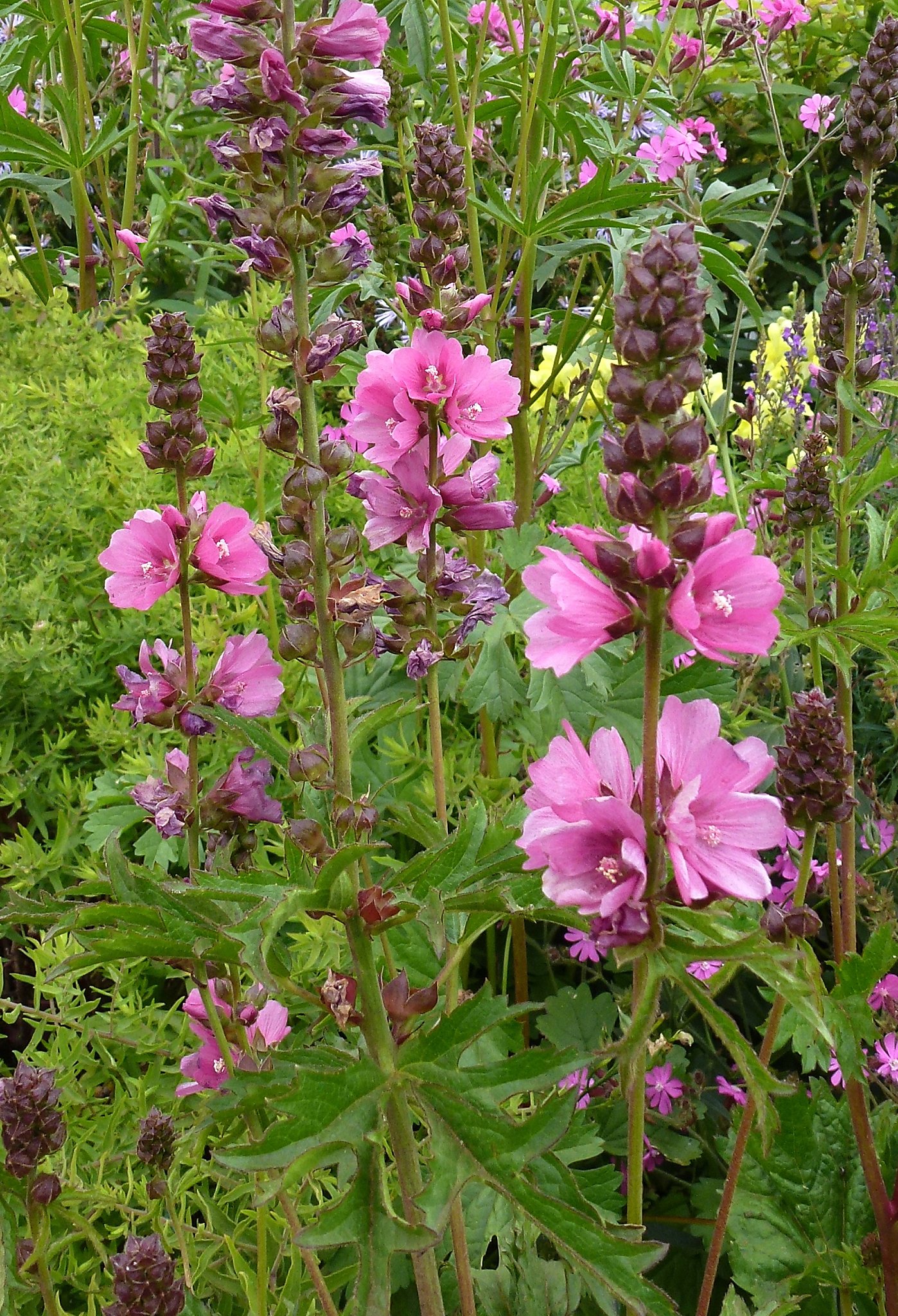 Checkerbloom grows in a variety of environments