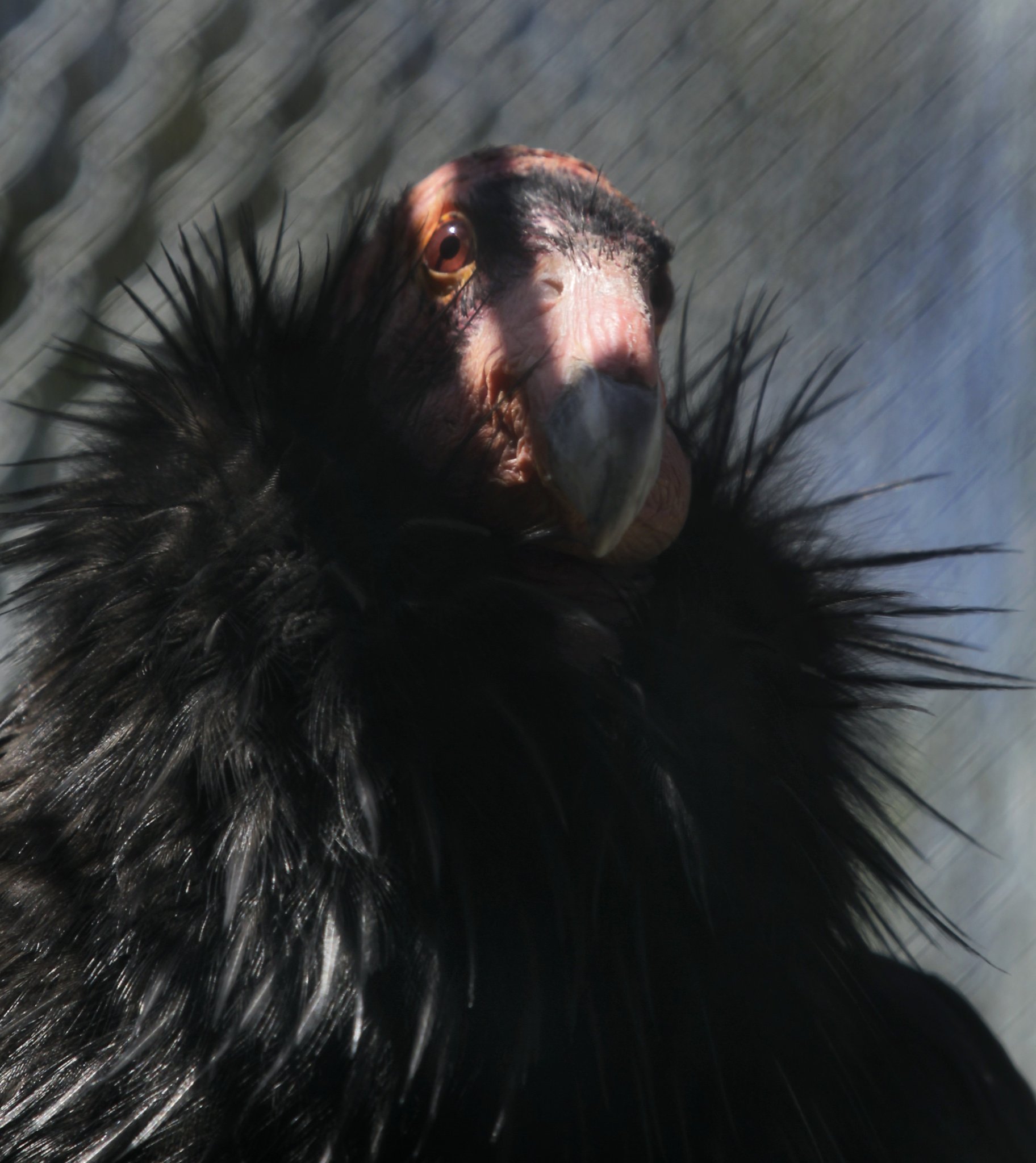 Oakland Zoo's facility for poisoned condors gets 1st patient