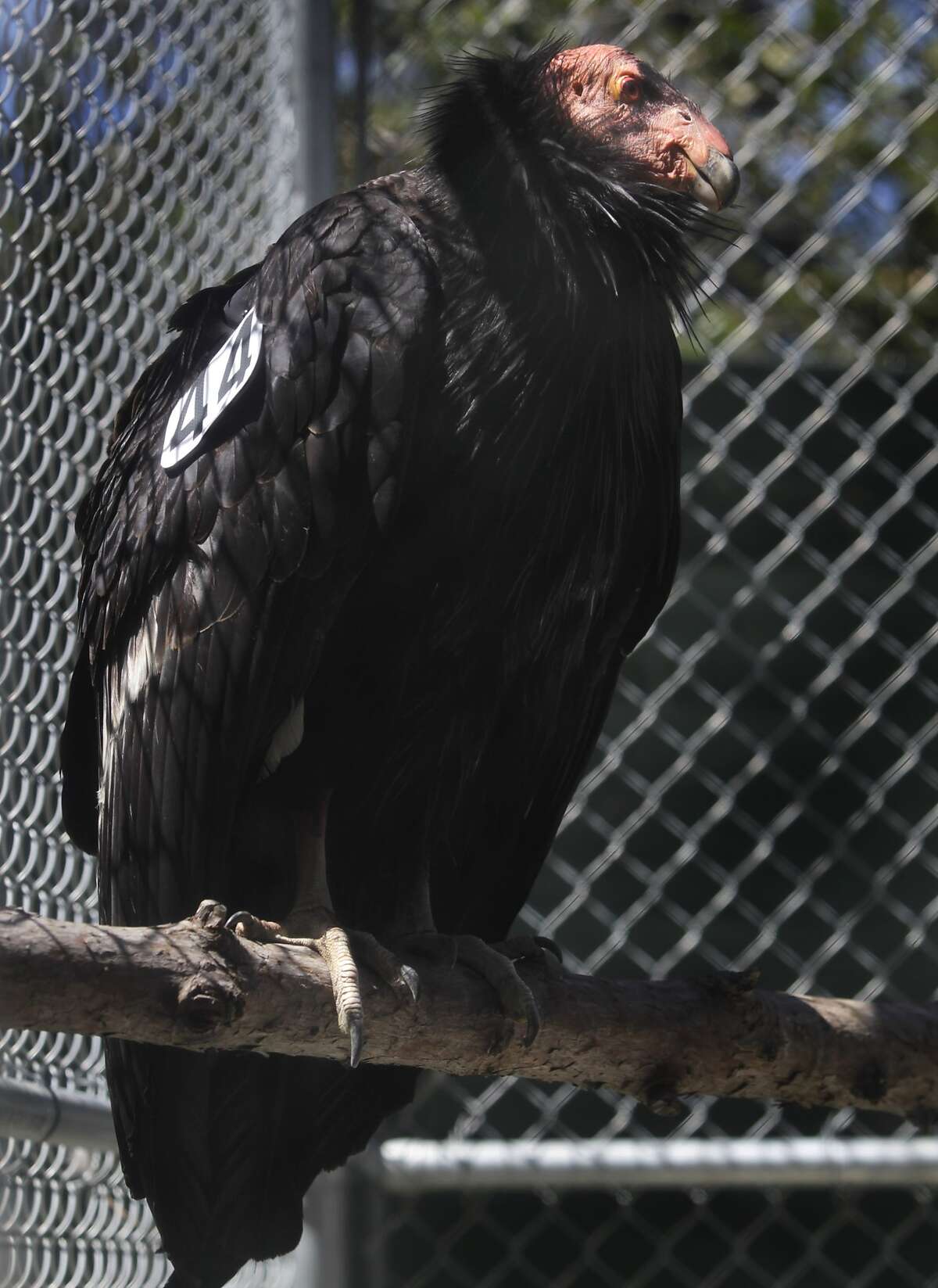 Oakland Zoo's facility for poisoned condors gets 1st patient