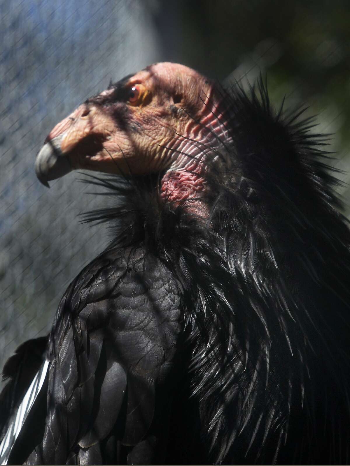 Oakland Zoo's facility for poisoned condors gets 1st patient