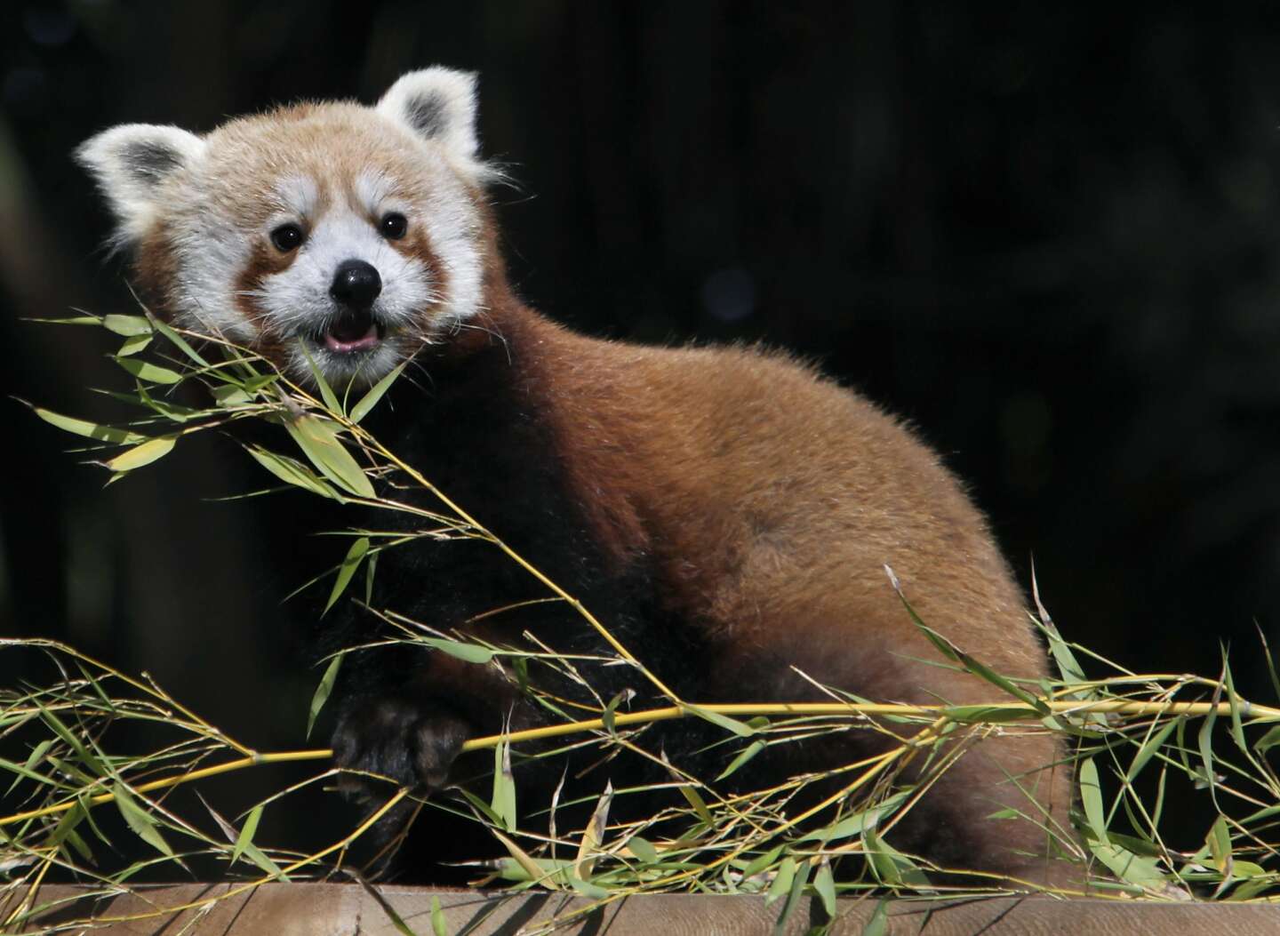 Little panda makes a big zoo entrance