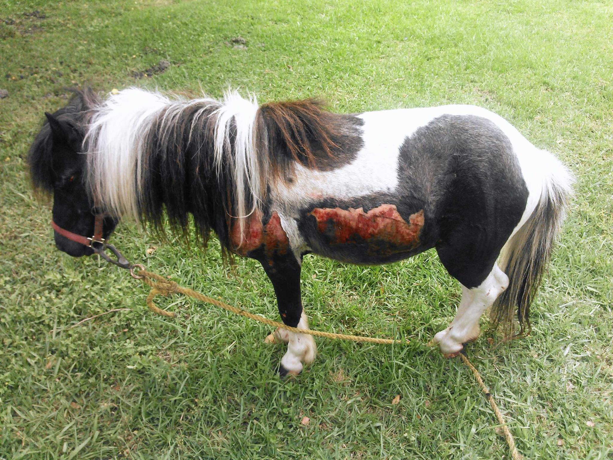 Dragging a pony leads to charges for Liberty County owner