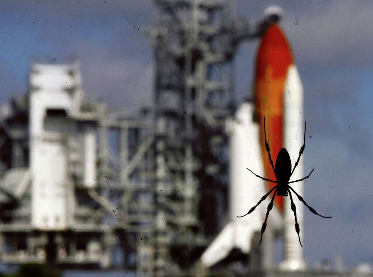 Watchdog group: A&M researchers are doing strange things to sheep