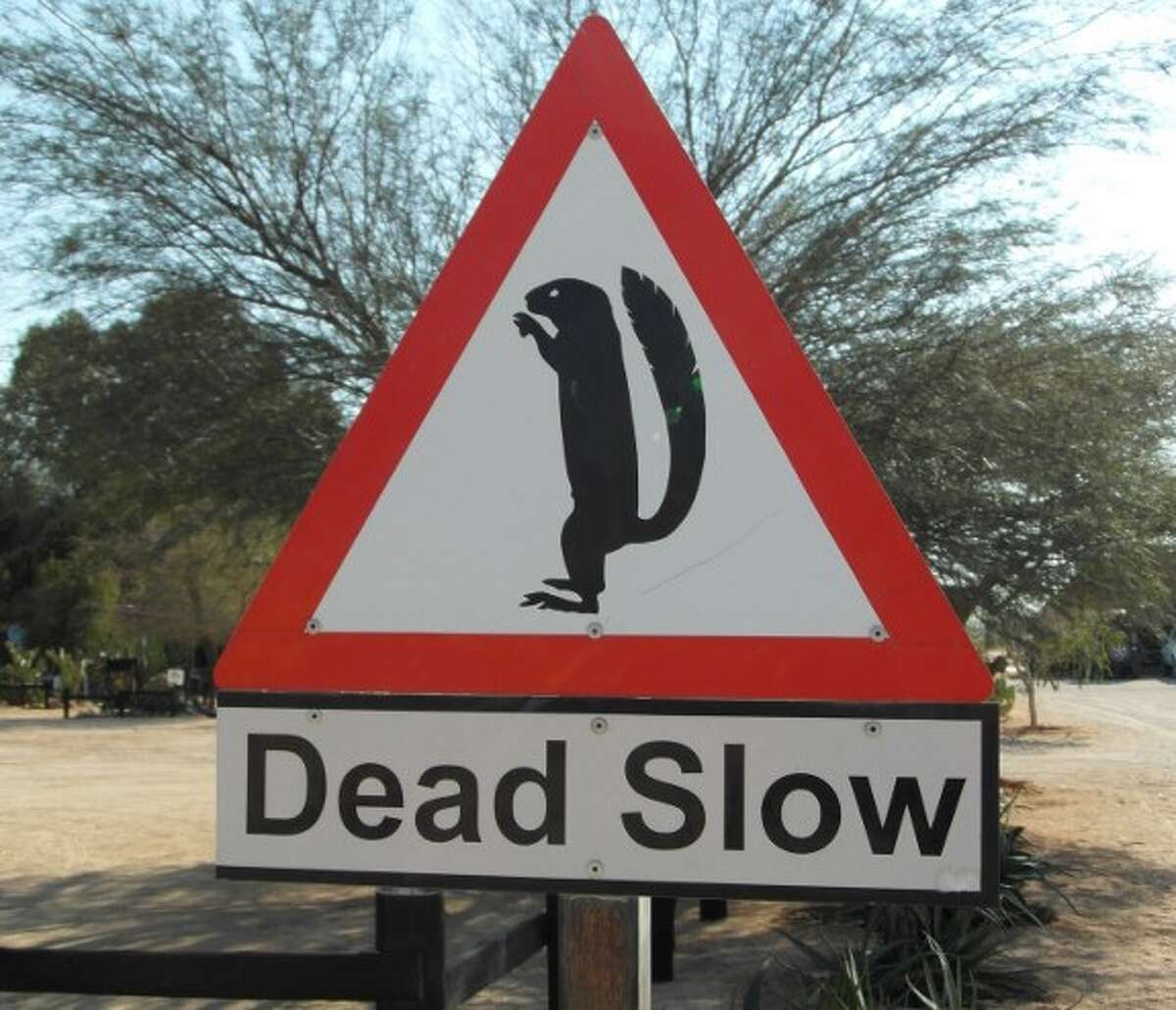 Helping turtles cross the road, new signs warn drivers to slow down for ...