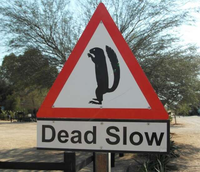 Helping turtles cross the road, new signs warn drivers to slow down for ...