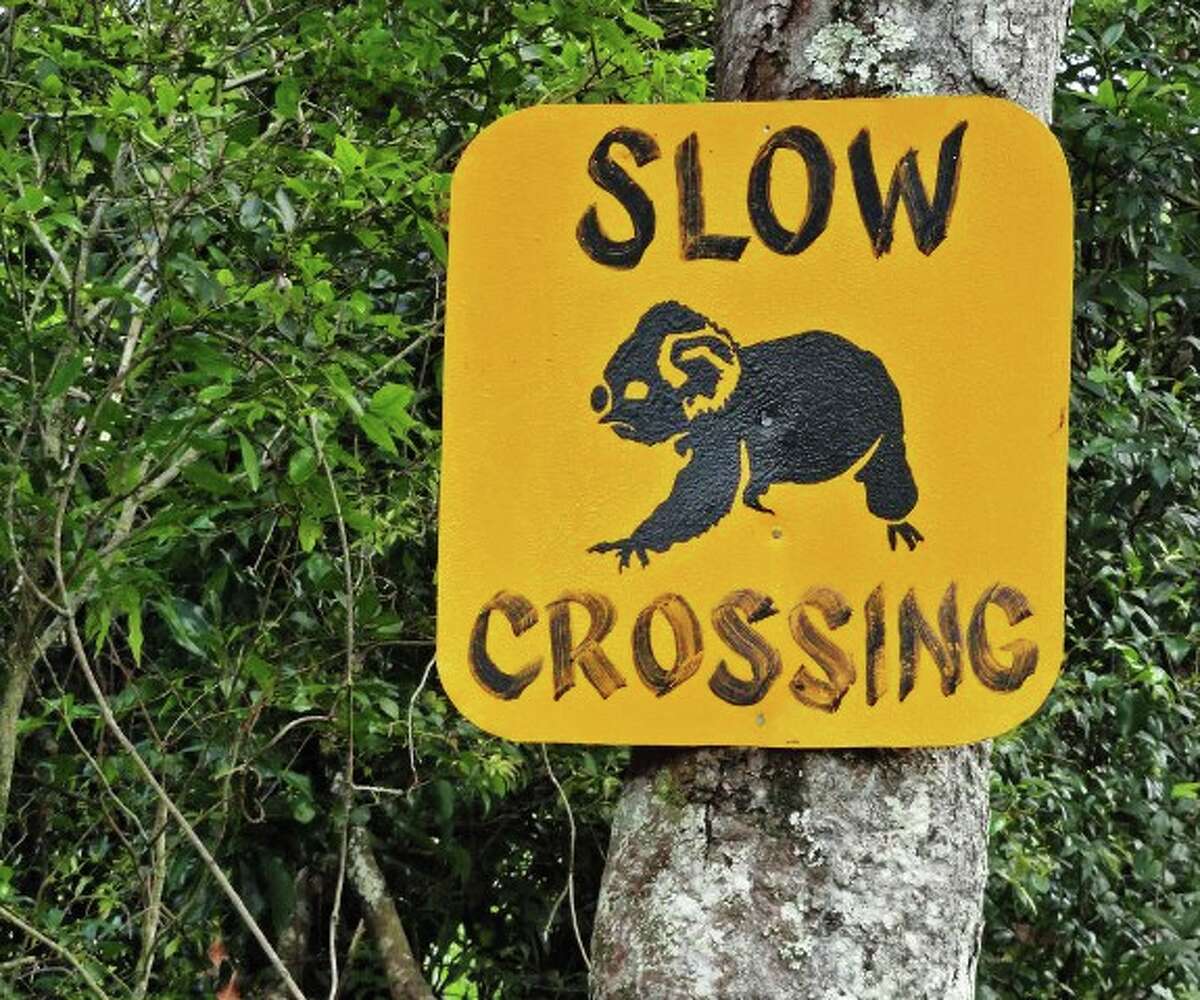 Helping turtles cross the road, new signs warn drivers to slow down for ...