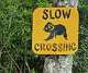 Helping turtles cross the road, new signs warn drivers to slow down for ...