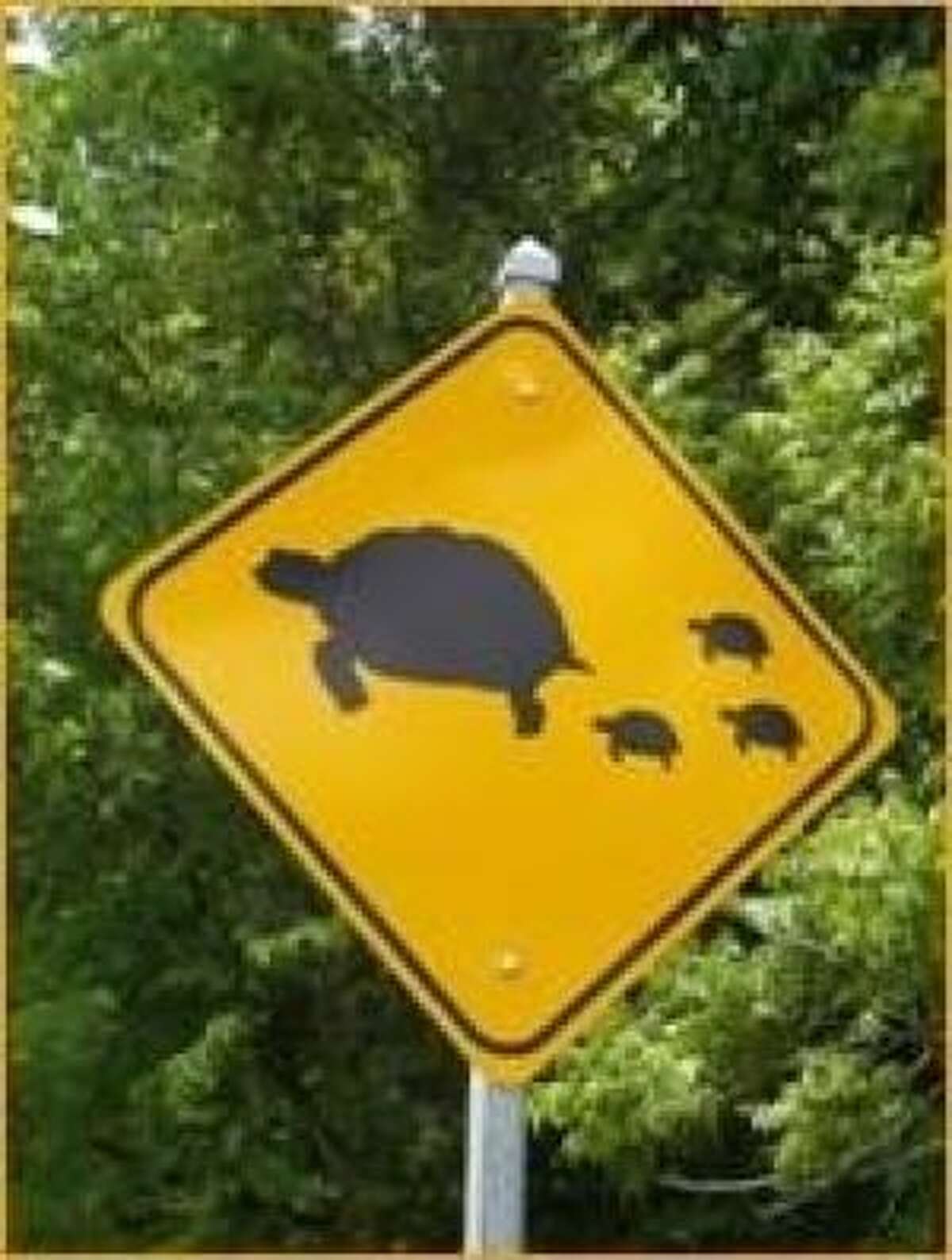 Helping turtles cross the road, new signs warn drivers to slow down for ...