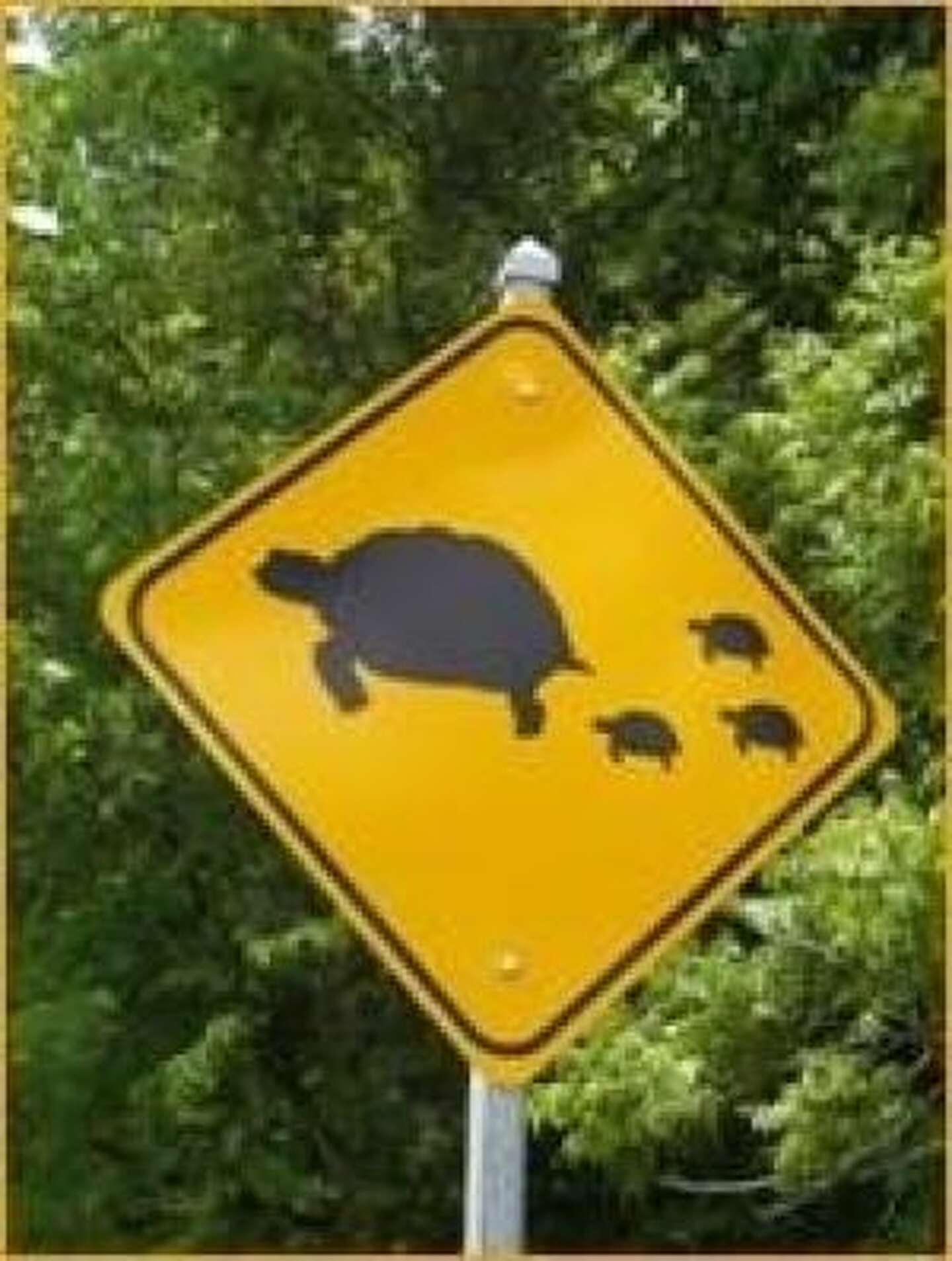 Helping turtles cross the road, new signs warn drivers to slow down for ...