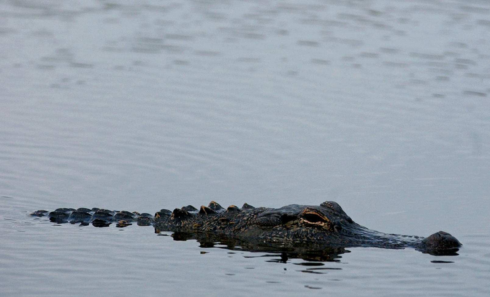 Get ready to see more gators along SE Texas roadways