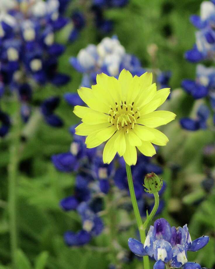 Yellow flowers of Texas - San Antonio Express-News