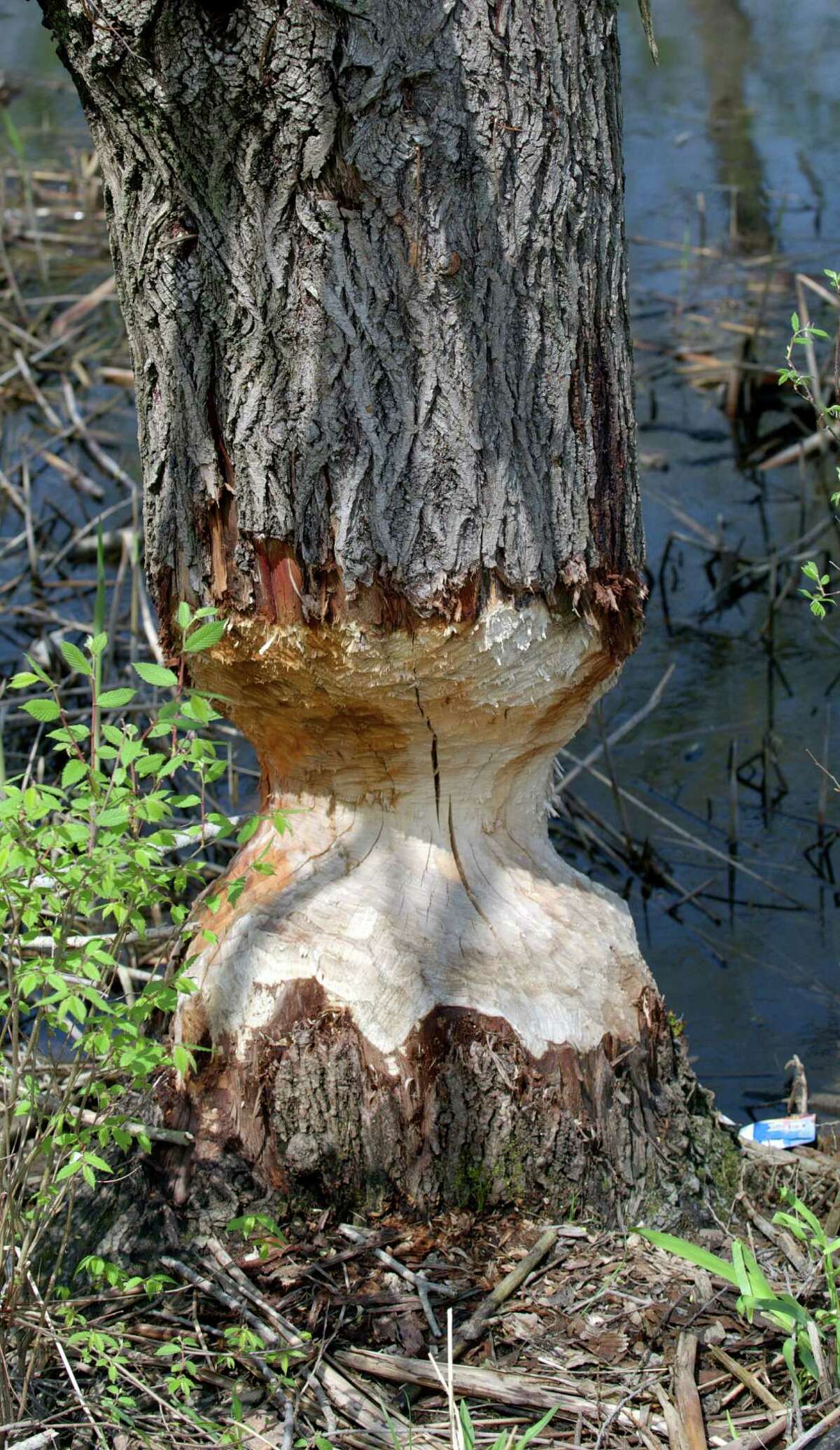 Beavers gnaw, trees fall at Rogers Park