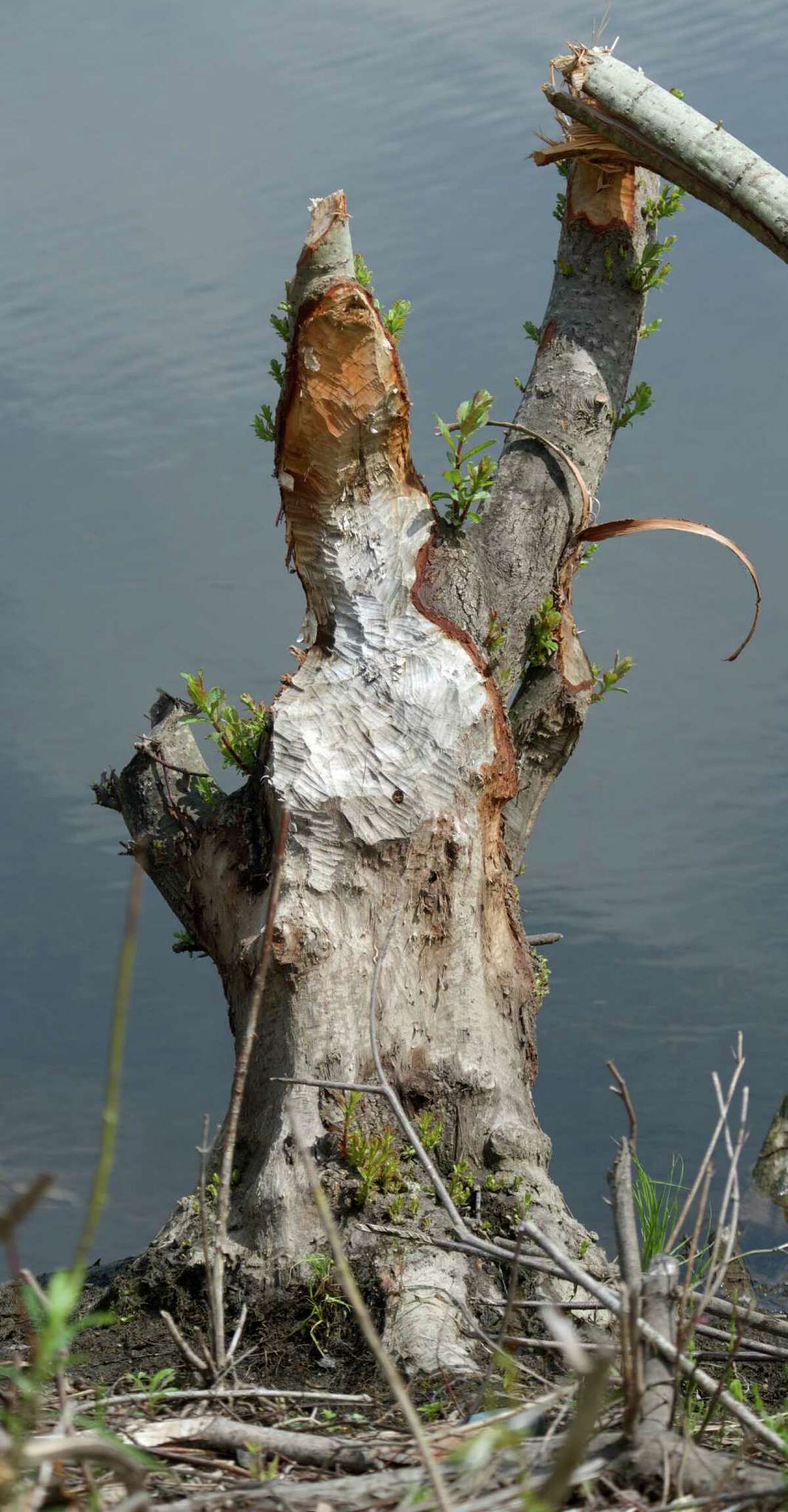 Beavers gnaw, trees fall at Rogers Park