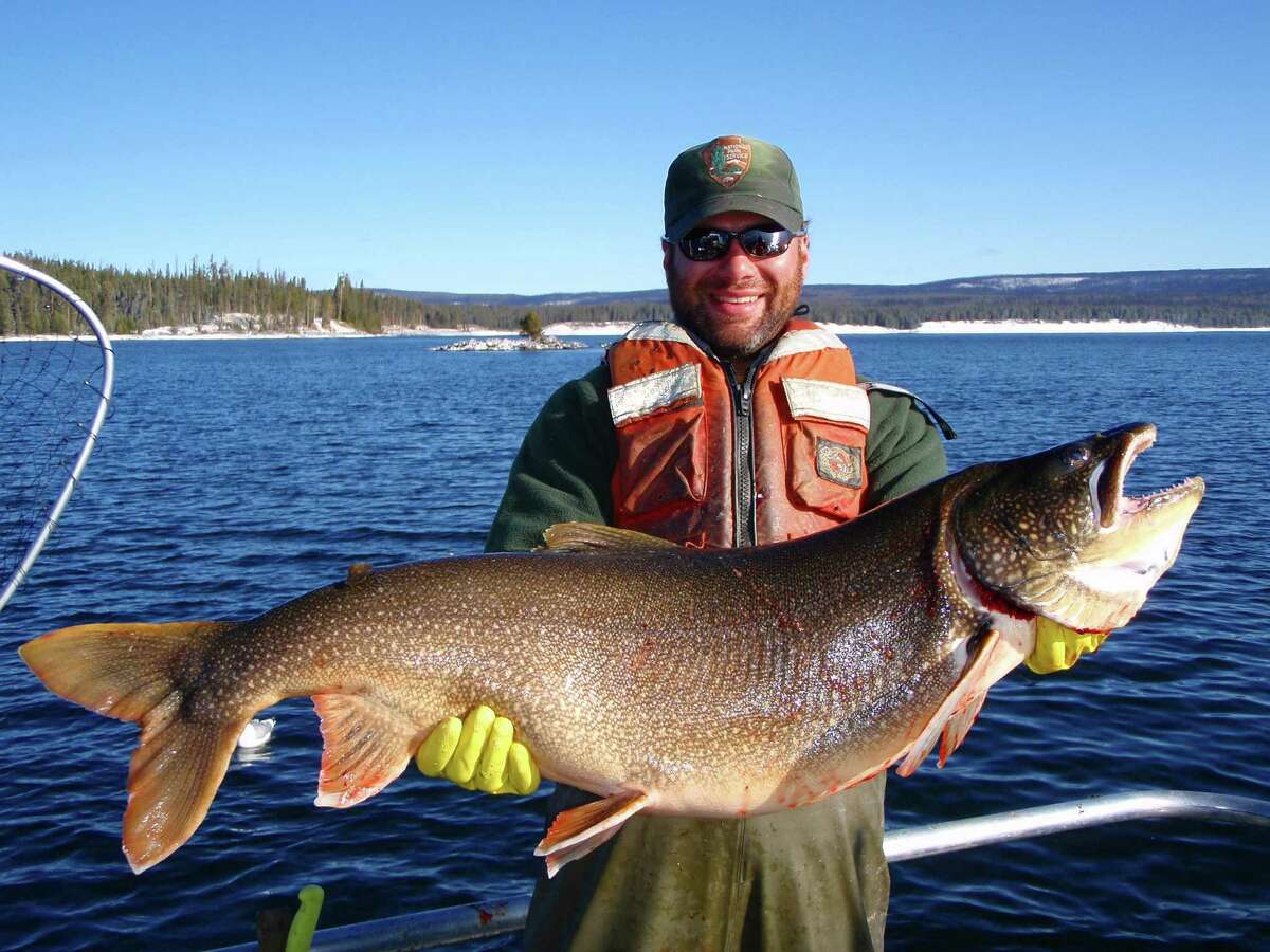 Scientists: Invasive Yellowstone trout in decline
