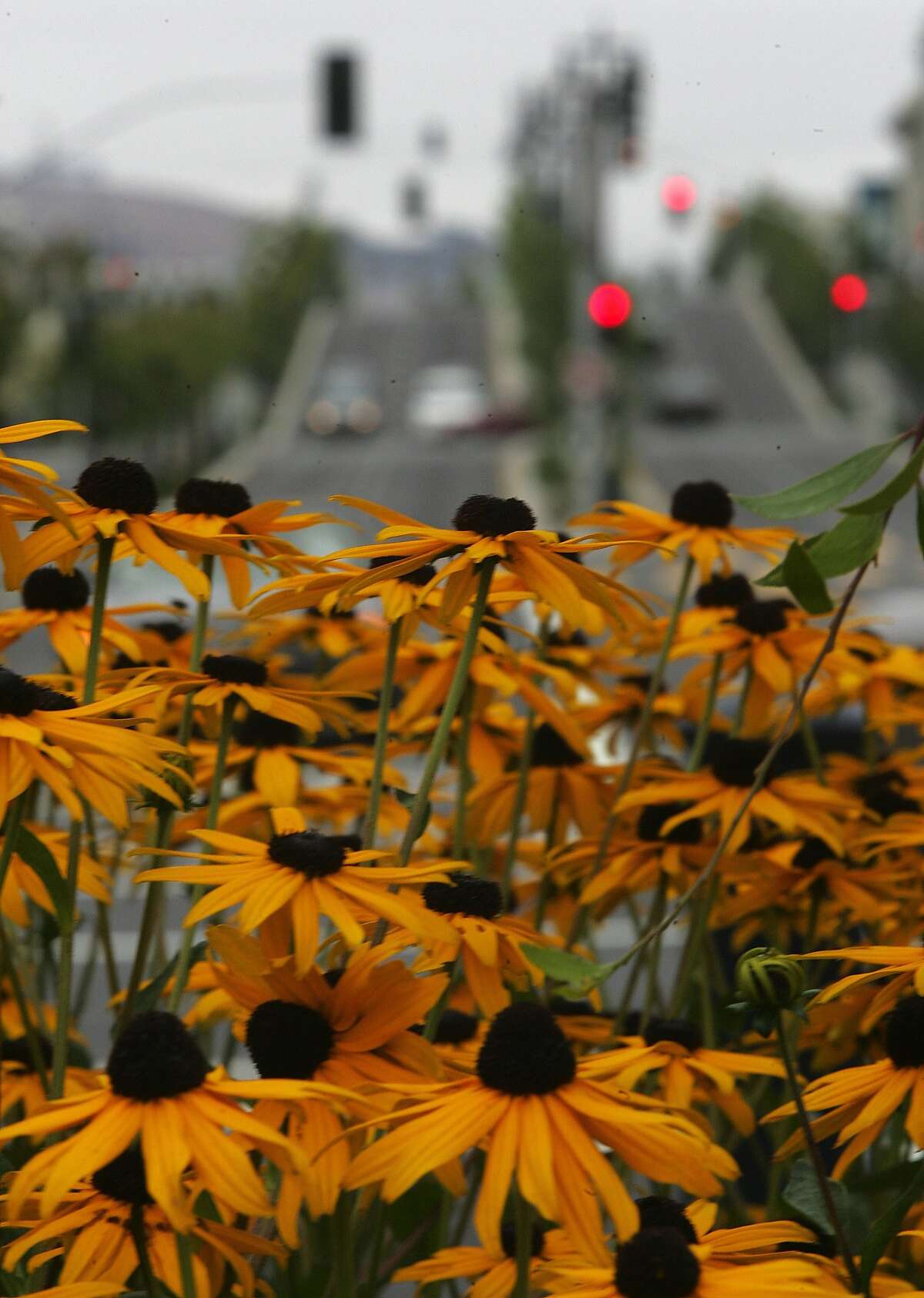 Road to rebirth? S.F.'s post-freeway Octavia may be a model