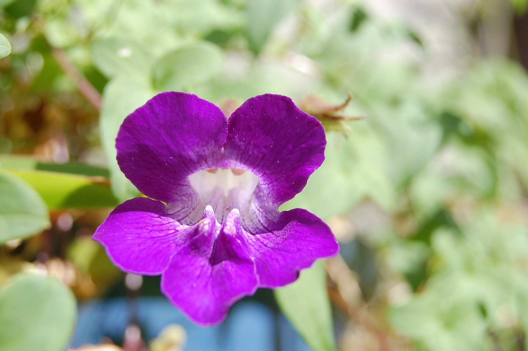 These colorful climbers are well-behaved vines