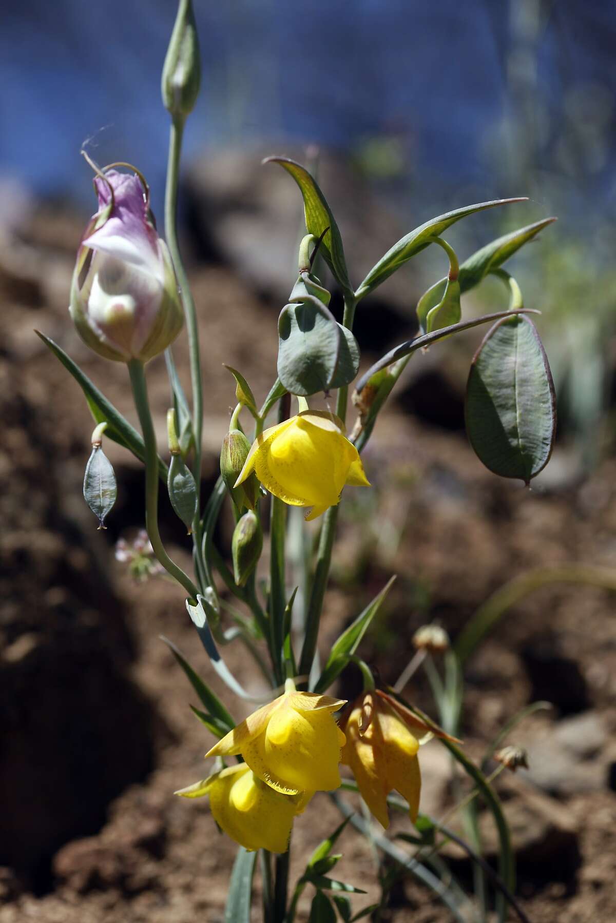 After inferno, Mt. Diablo bursts with long-hidden flowers