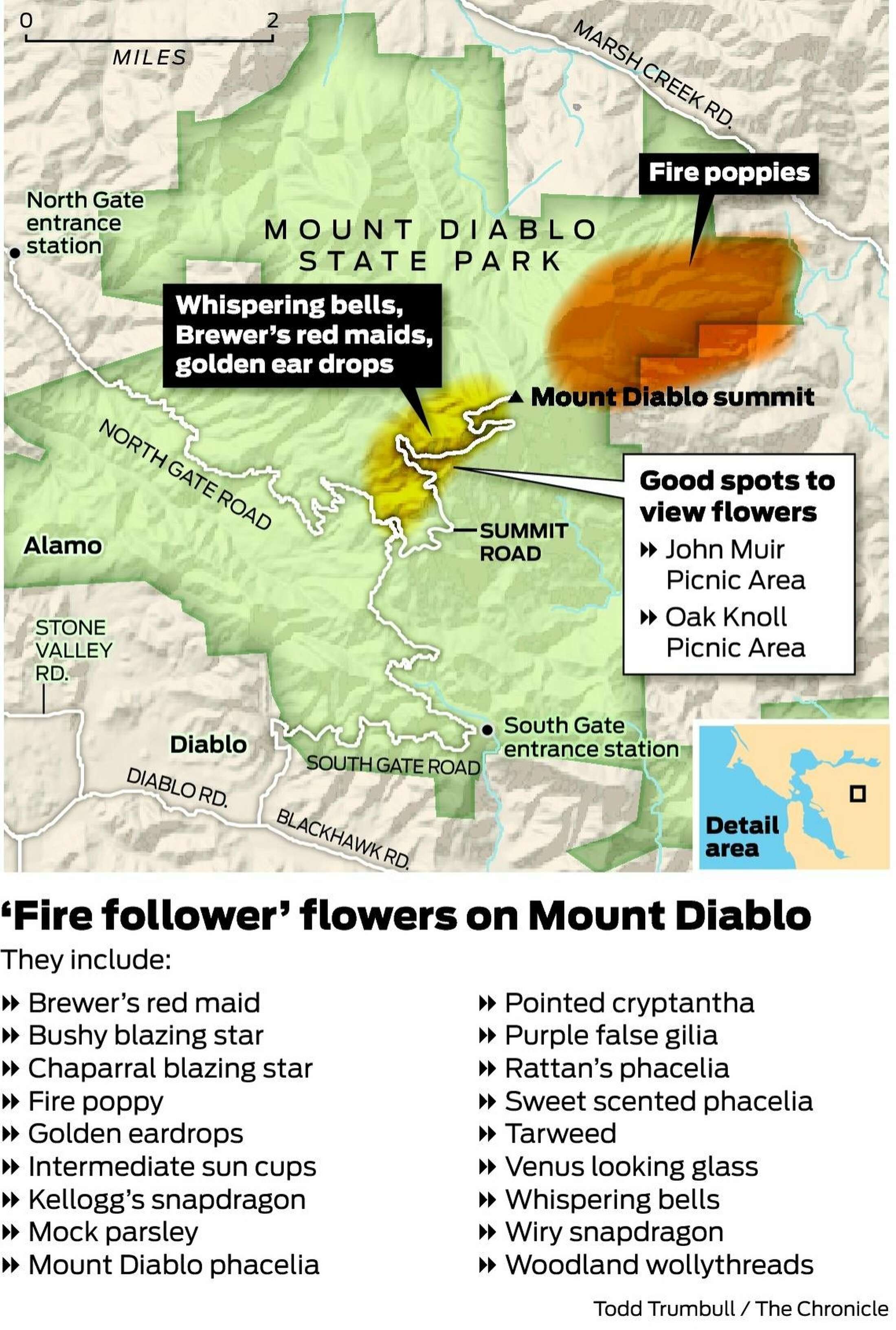 After inferno, Mt. Diablo bursts with long-hidden flowers