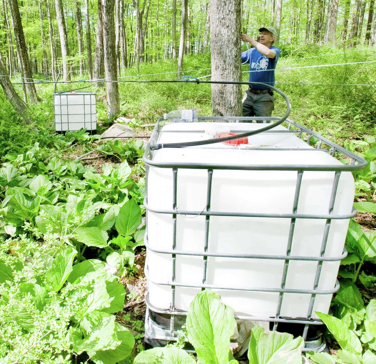 From sap to tap, law targets more syrup