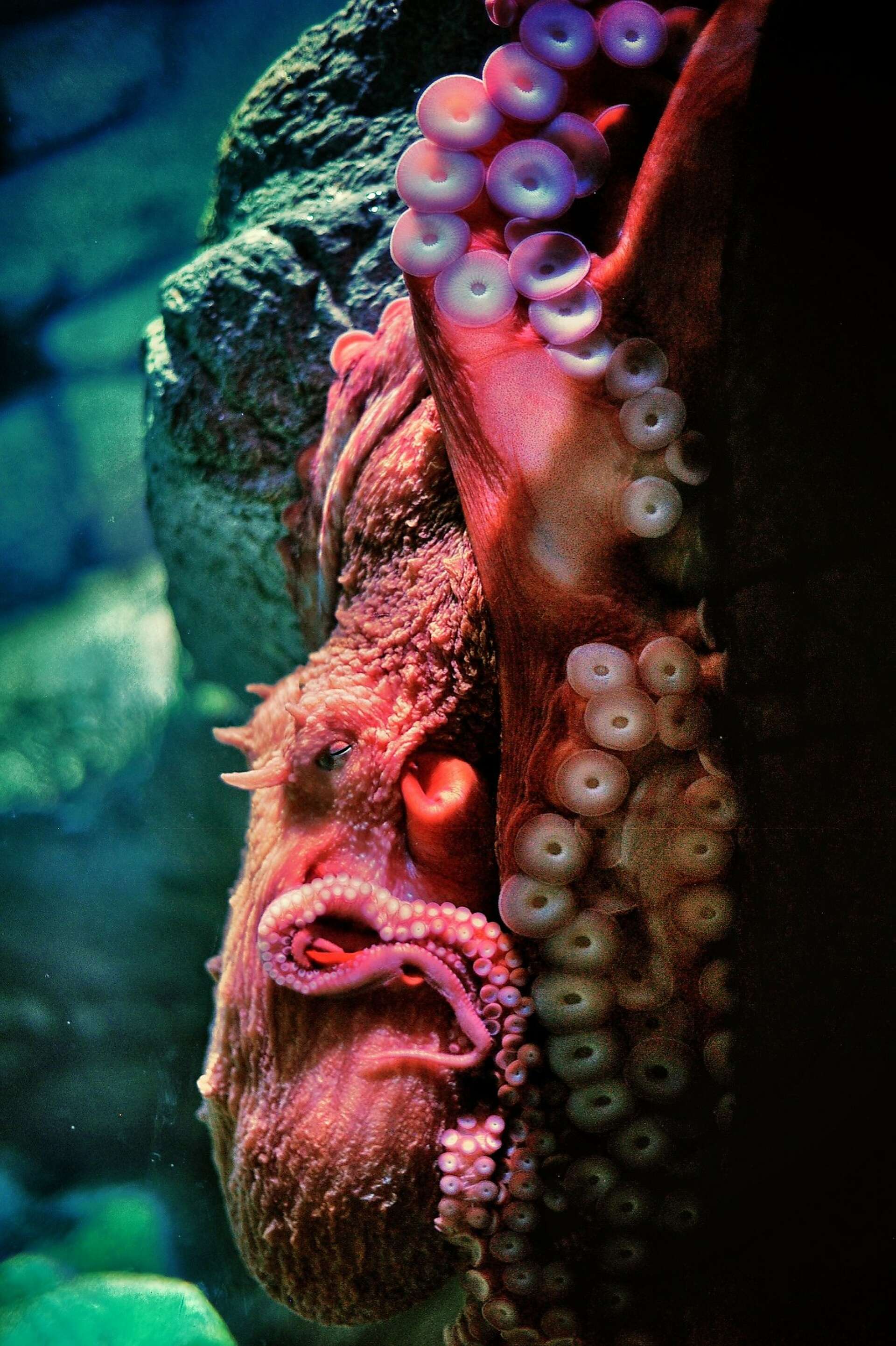 Mysterious creatures of Monterey Bay Aquarium's 'Tentacles'