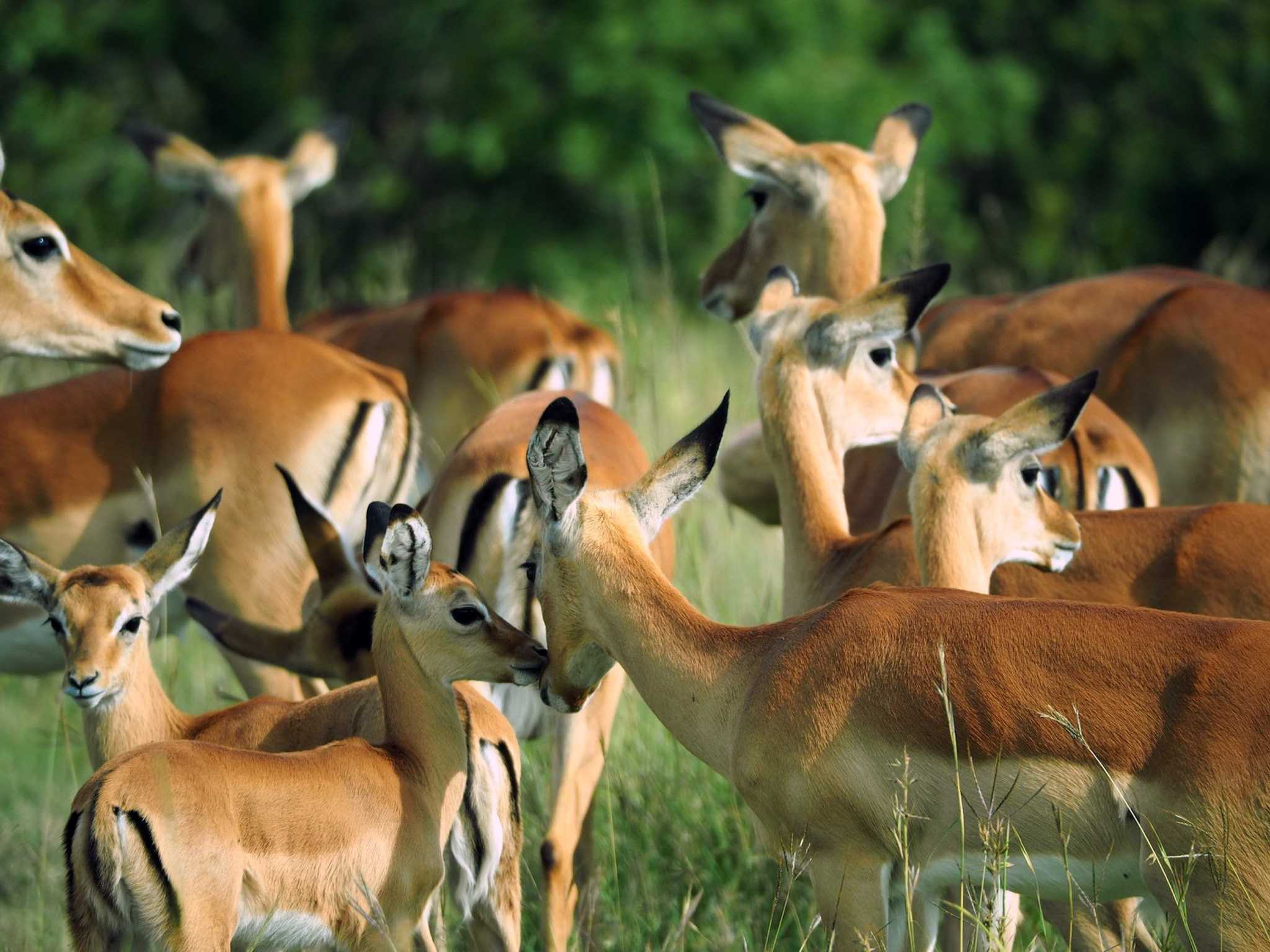 What to expect when you're expecting a safari