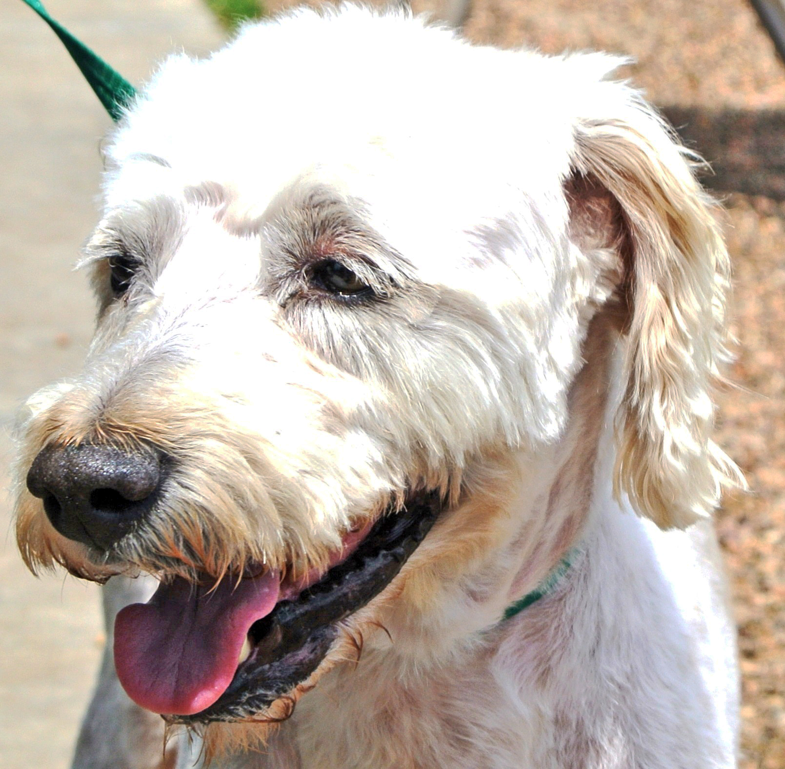 Pethouse Pet of the Week: May 18