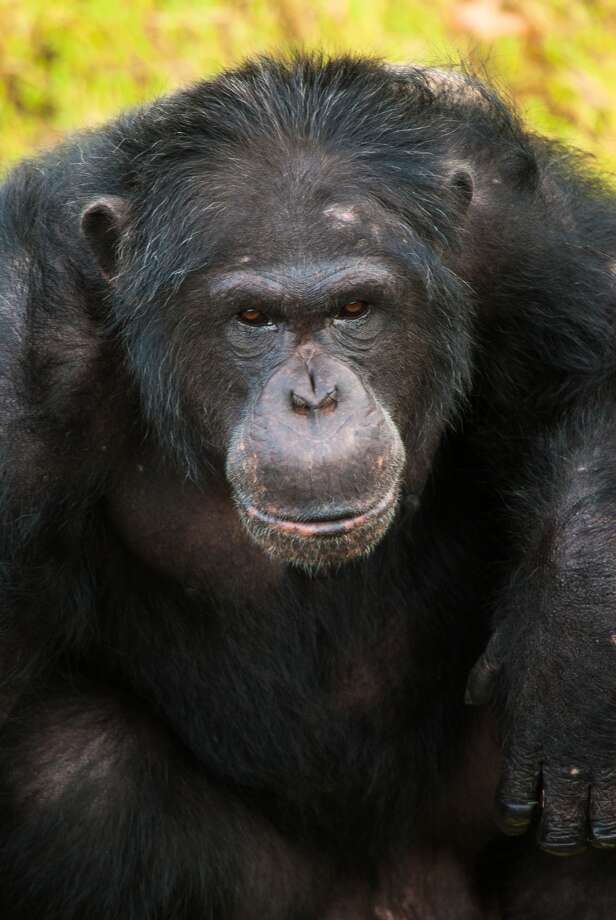 Adult chimp at Houston Zoo dies - Houston Chronicle