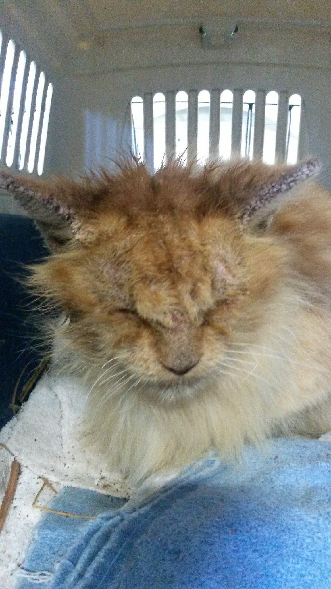 Sickly stray now picture of health, thanks to caring soul