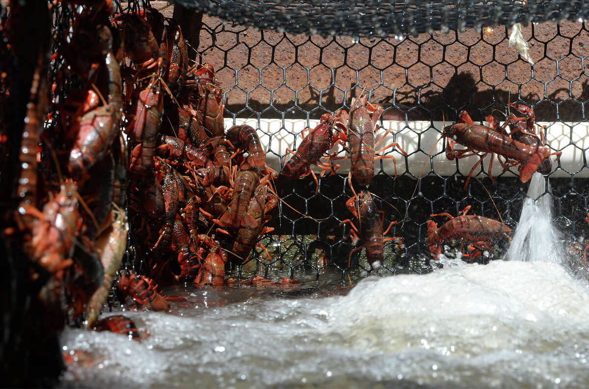 Pros offer crawfish buying, cooking tips
